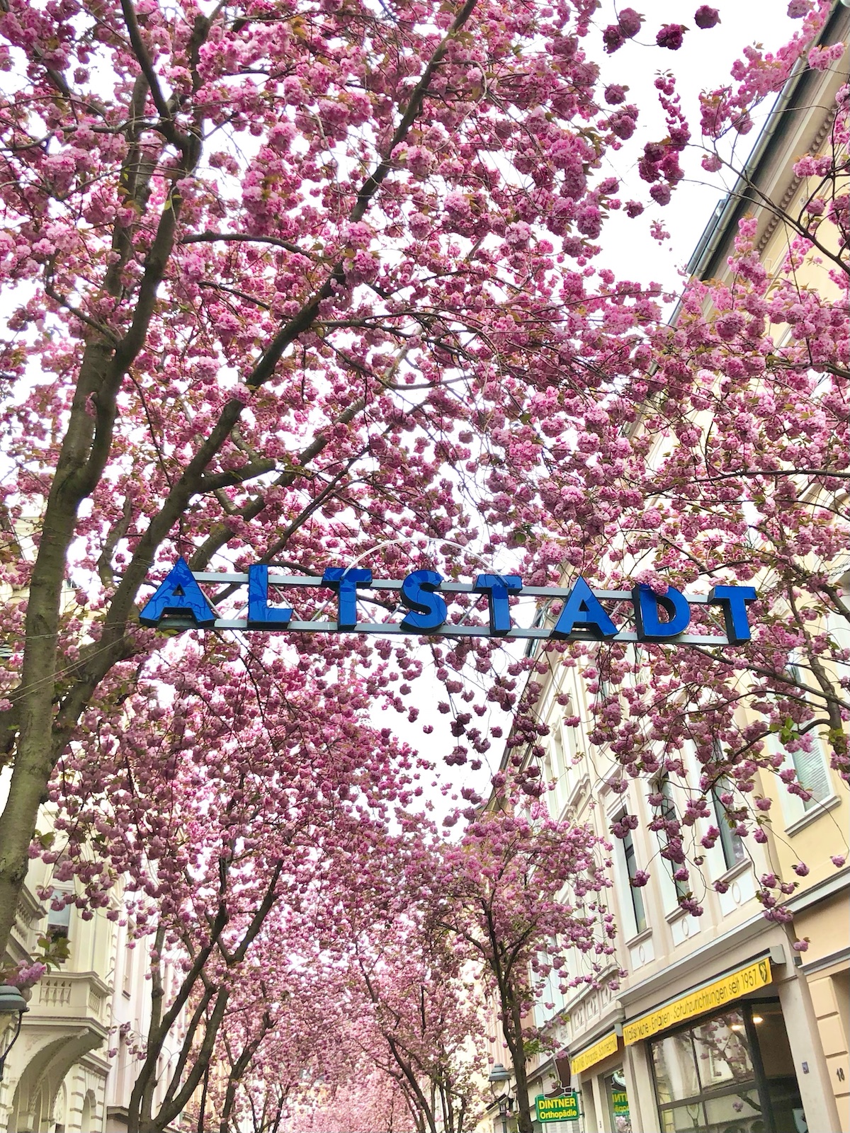 April 2023 – Cherry blossom in Bonn – Baumjohann Lab