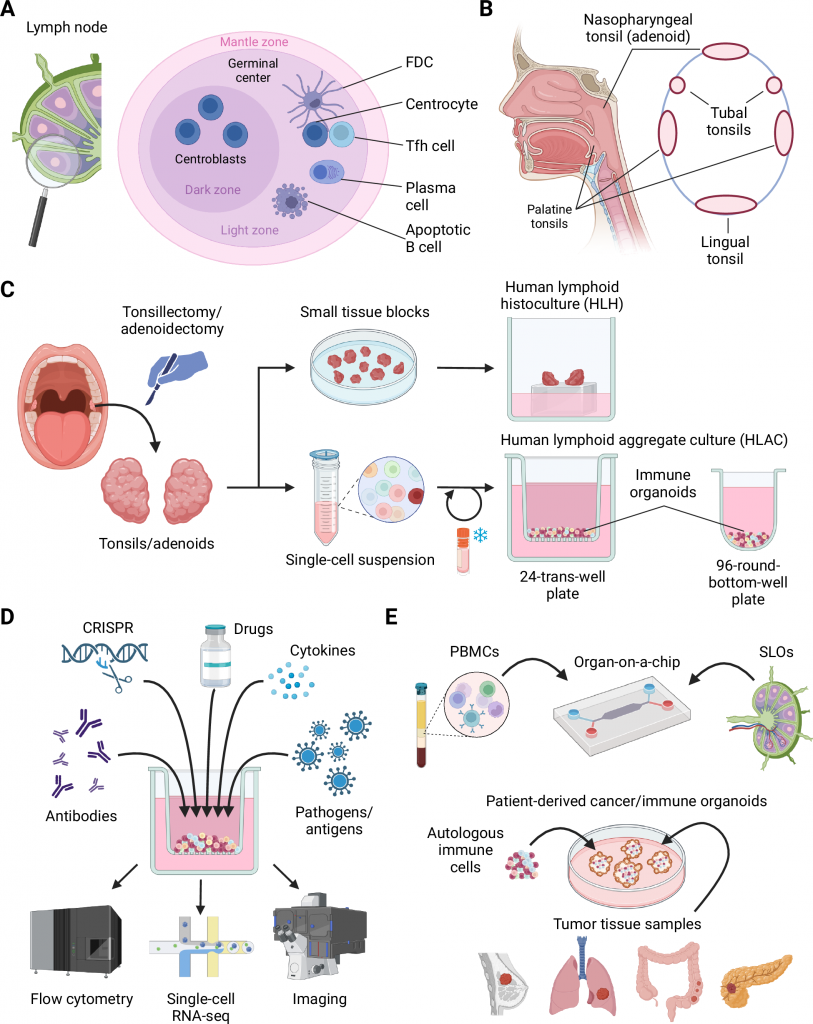 Research – Baumjohann Lab